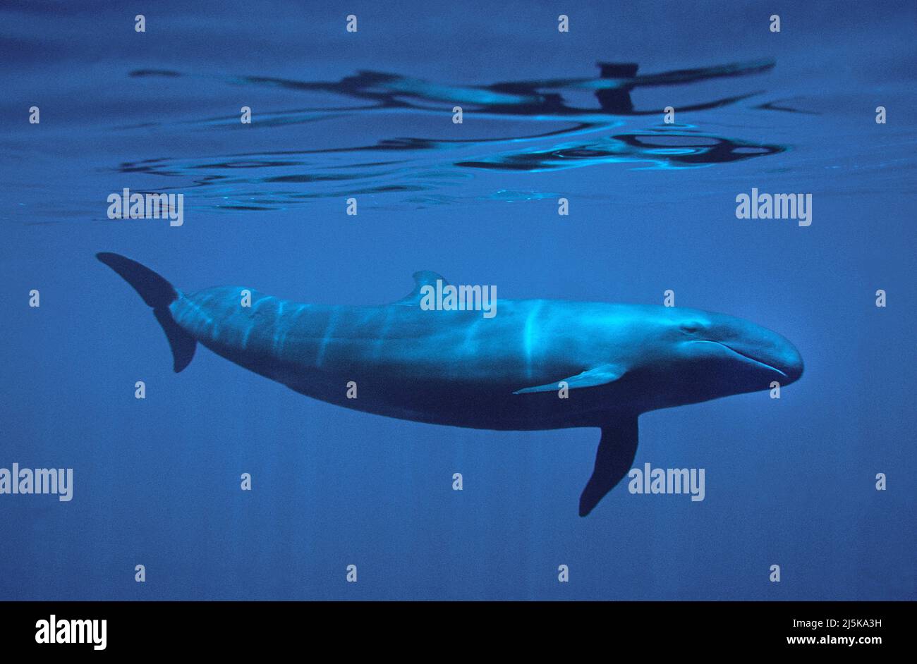 Melone headed whale hi-res stock photography and images - Alamy
