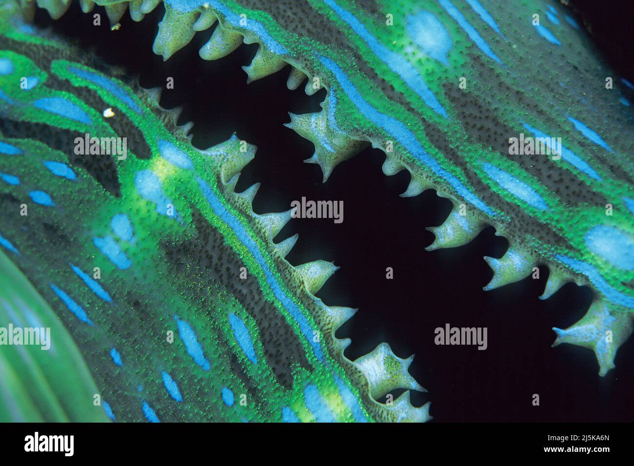 Detail of a Blue giant clam (Tridacna maxima), Maldives, Indian ocean ...