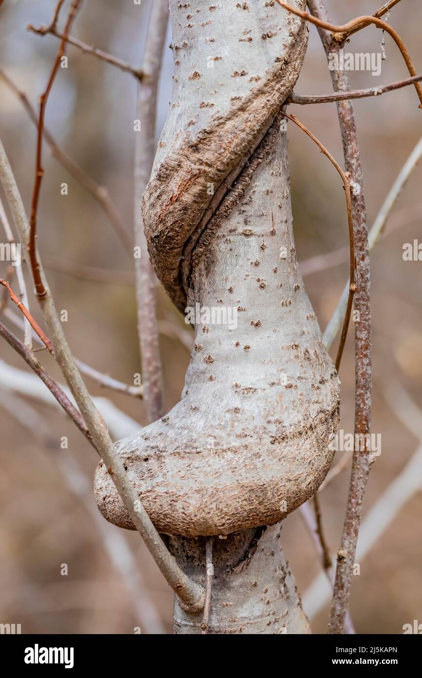 Oriental Bittersweet, Celastrus orbiculatus, an invasive vine twisting ...