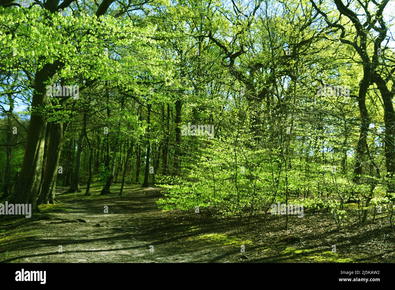 An English wood in spring, a joy to behold Stock Photo - Alamy