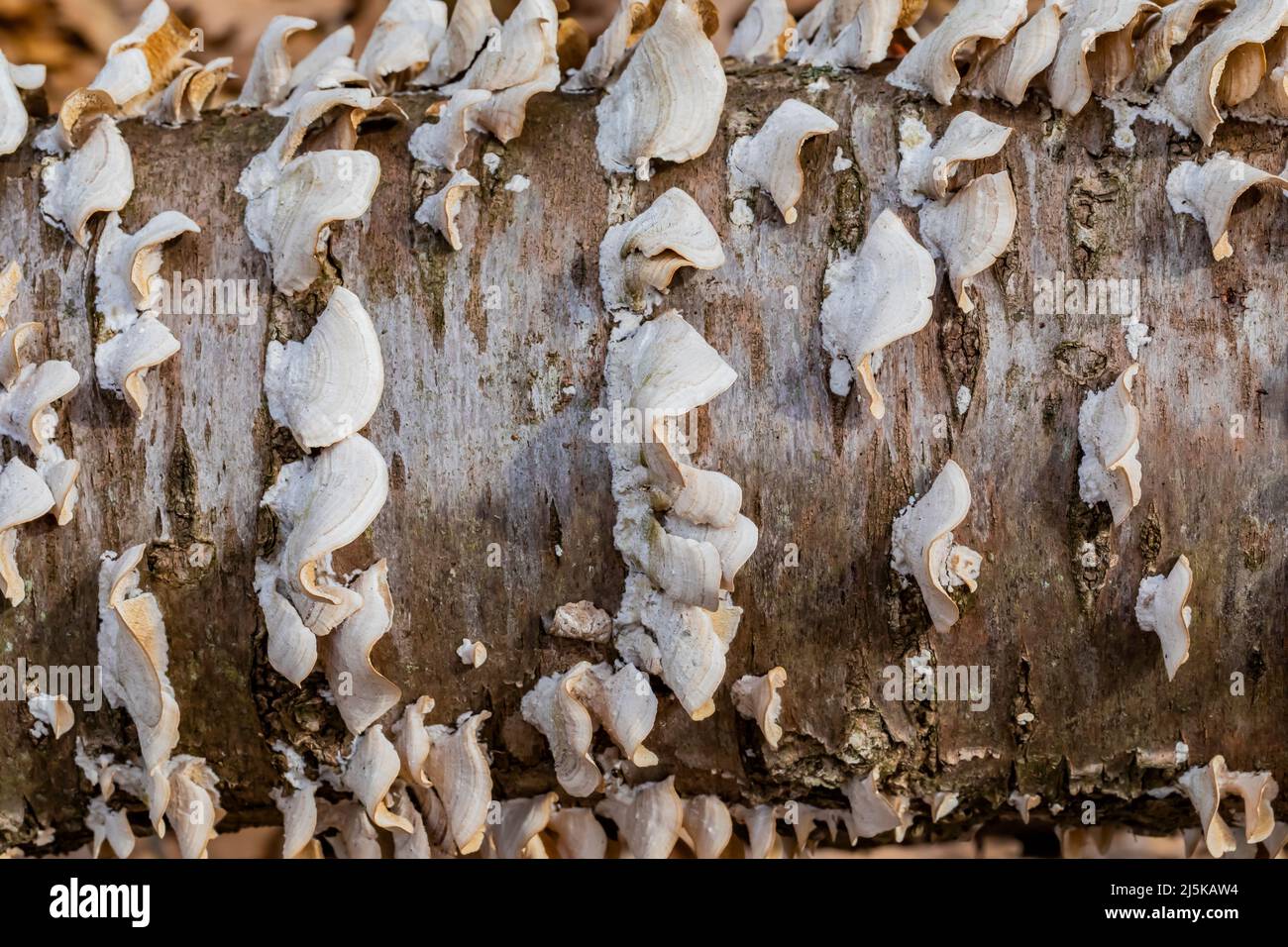 Mossy Maze Polypore, Cerrena unicolor, growing on a rotting log in ...
