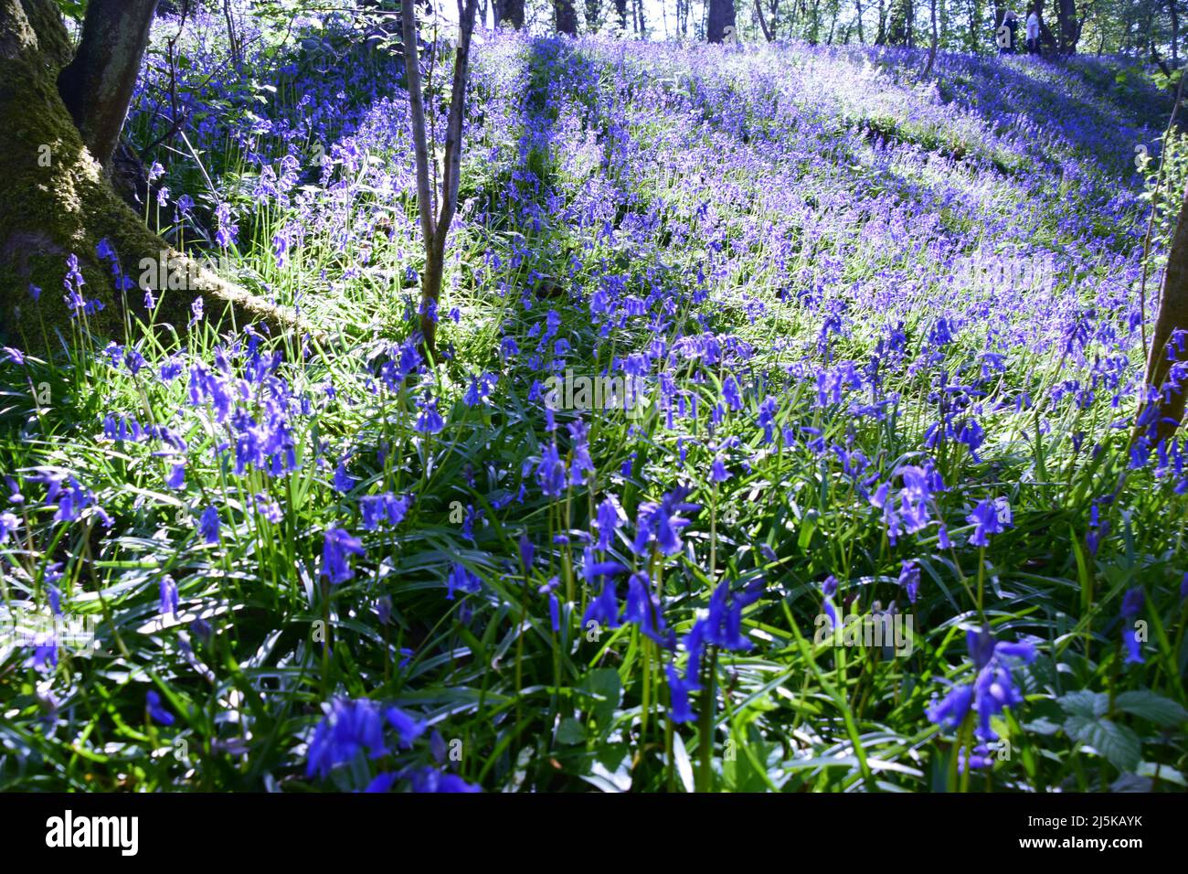 An English wood in spring, a joy to behold Stock Photo - Alamy