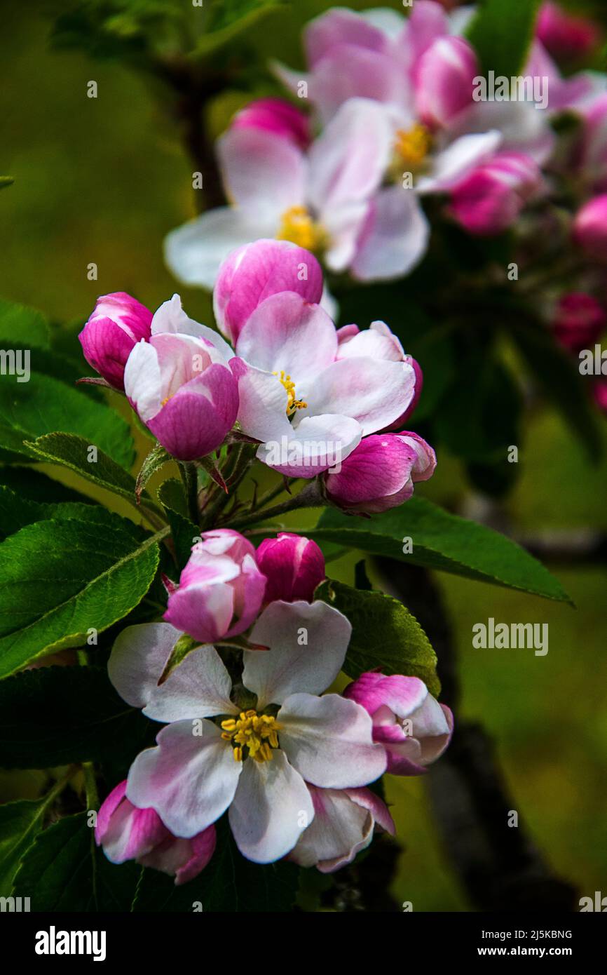 Spring Apple Blossom in an English Garden in Lancashire Stock Photo - Alamy