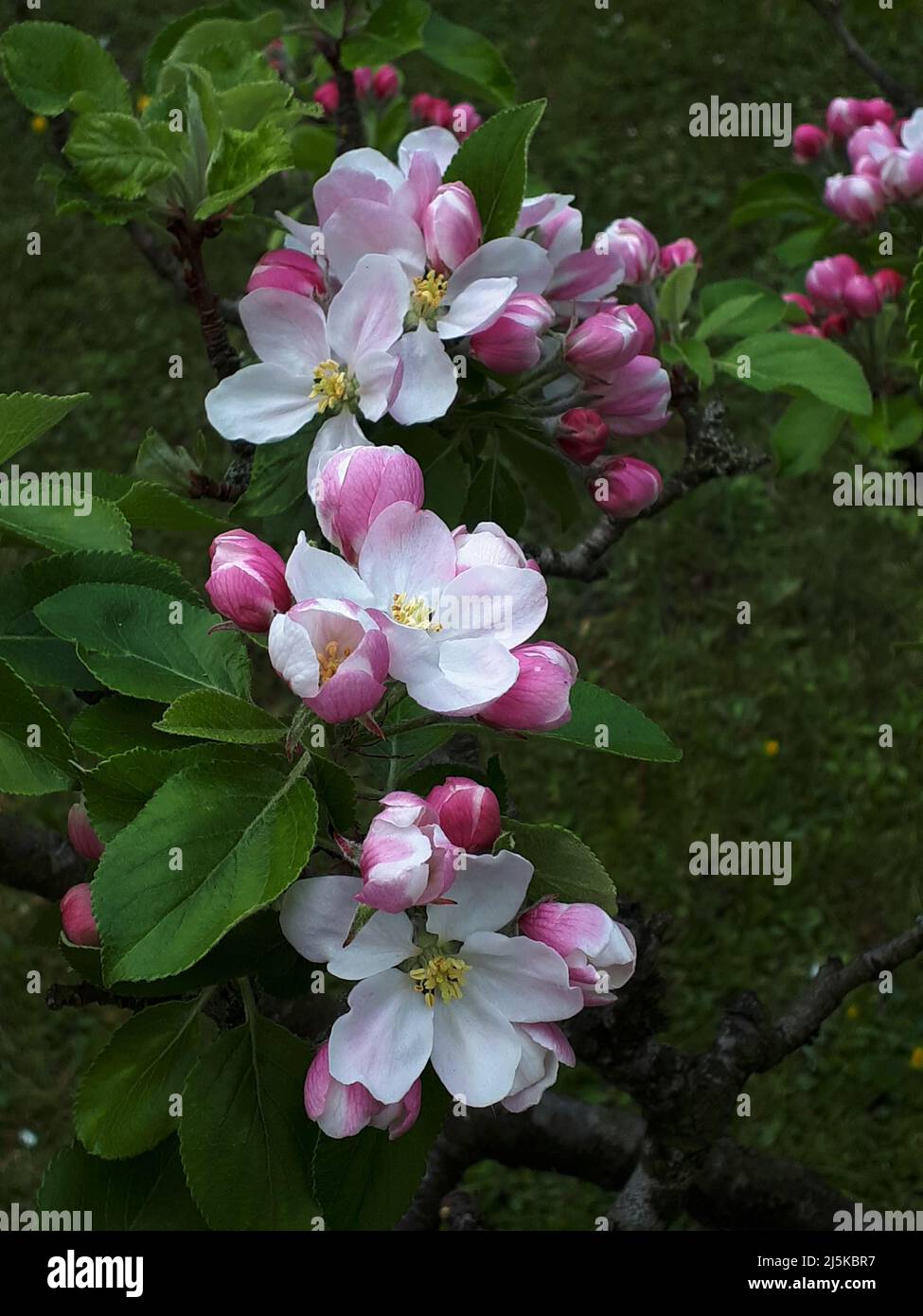 Spring Apple Blossom in an English Garden in Lancashire Stock Photo - Alamy