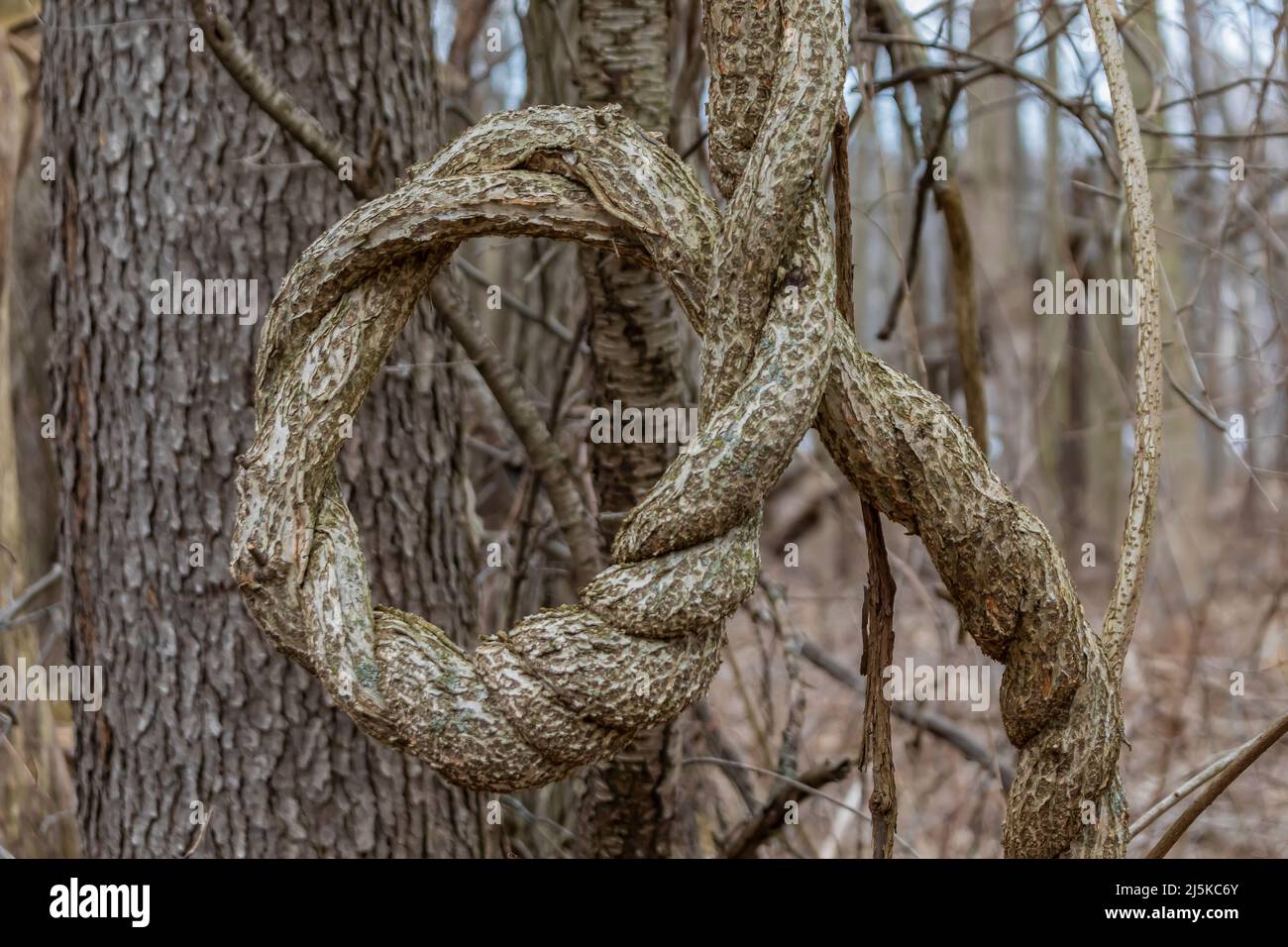 Oriental Bittersweet, Celastrus orbiculatus, an invasive vine twisting ...