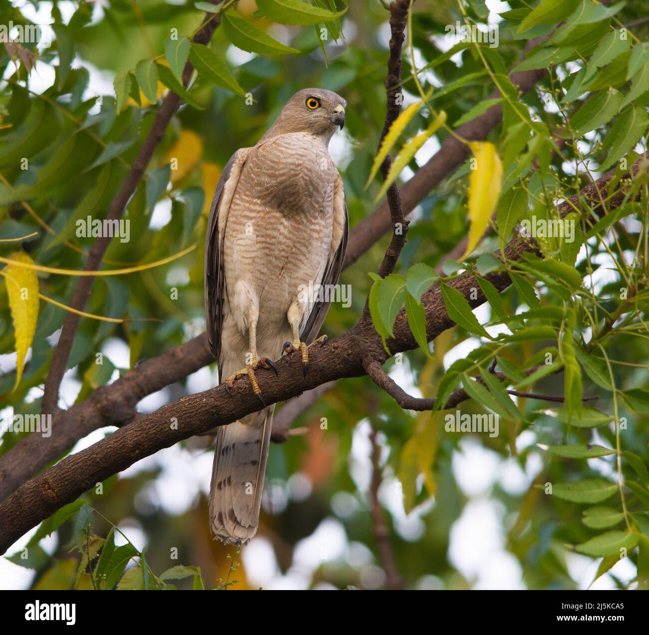 Indian sparrowhawk hi-res stock photography and images - Alamy