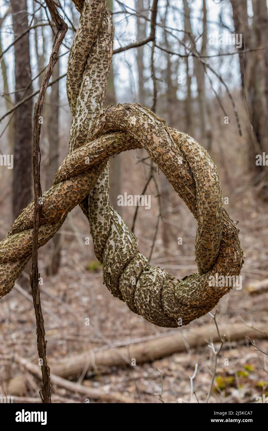Oriental Bittersweet, Celastrus orbiculatus, an invasive vine twisting ...