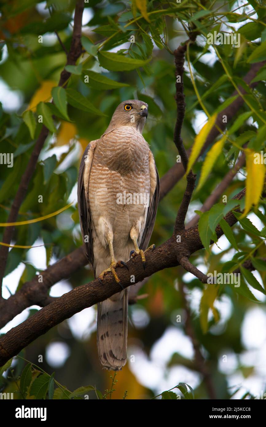 Female shikra hi-res stock photography and images - Alamy