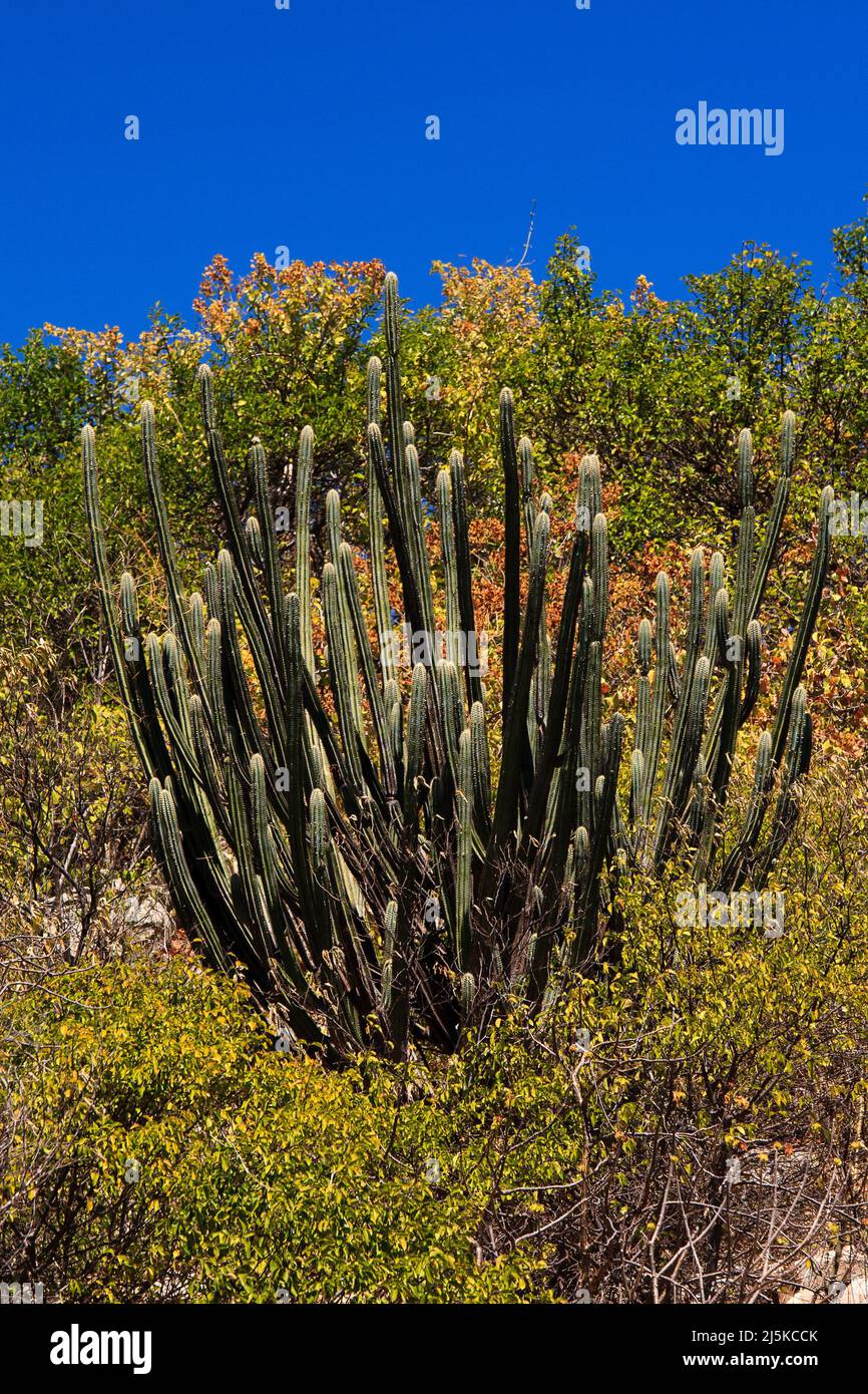 mandacaru cactus (cereus jamacaru) in the caatinga forest, typical of ...