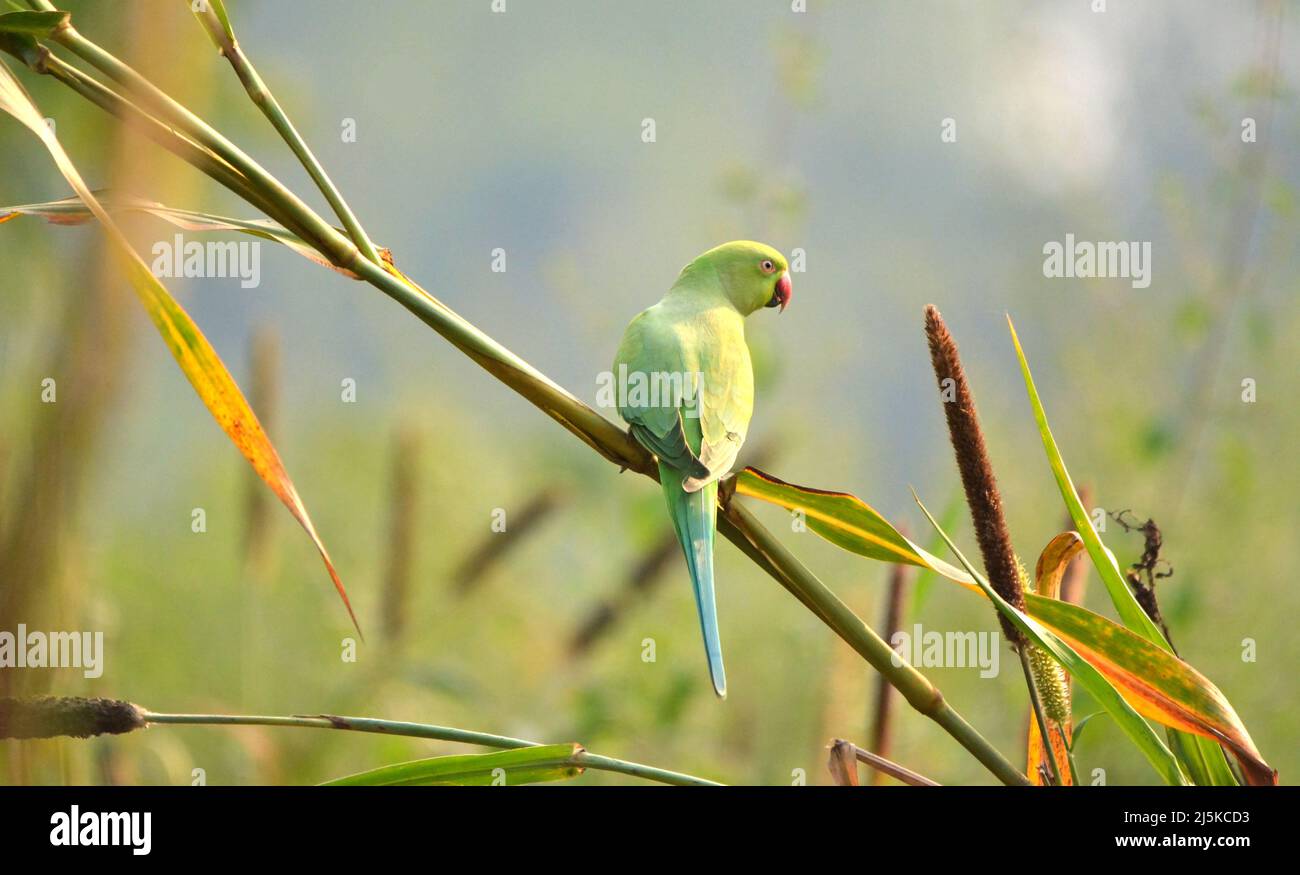 Indian ringed parrot female hi-res stock photography and images - Alamy
