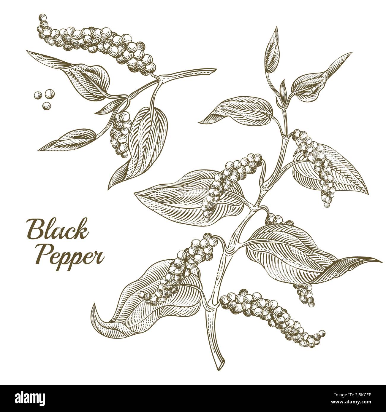 Vector illustration of black pepper plant with leaves and peppercorns ...