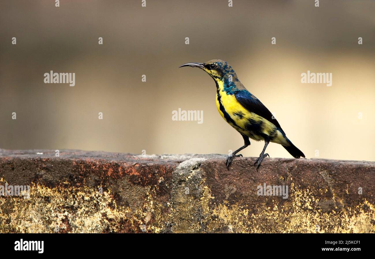 Non Breeding Male Purple sunbird Stock Photo - Alamy