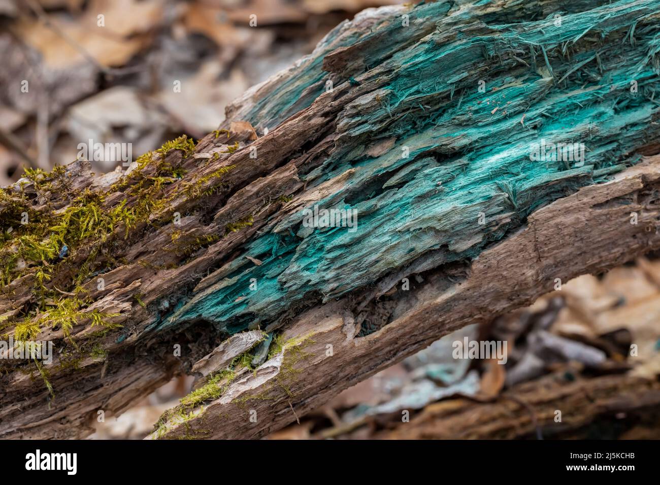 Blue Stain Fungus, Chlorociboria aeruginascens, on the rotting wood of ...