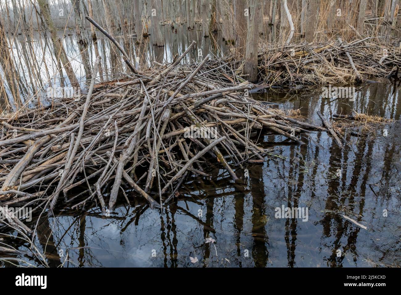 A North American Beaver, Castor canadensis, lodge and dam backs up ...