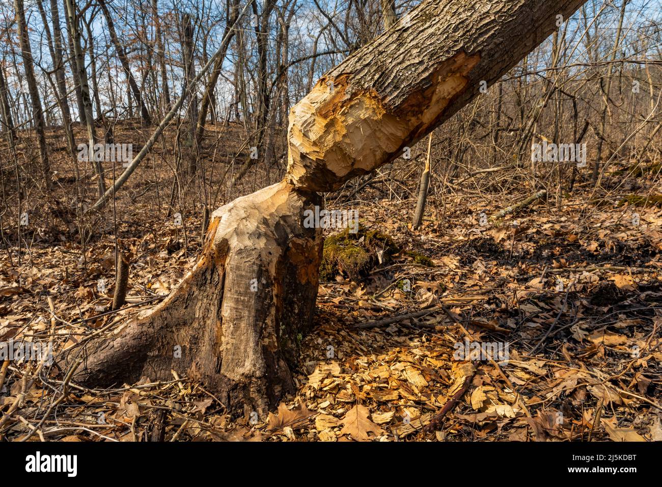 Snagged tree cut by Beaver in the Ott Biological Preserve, Calhoun ...