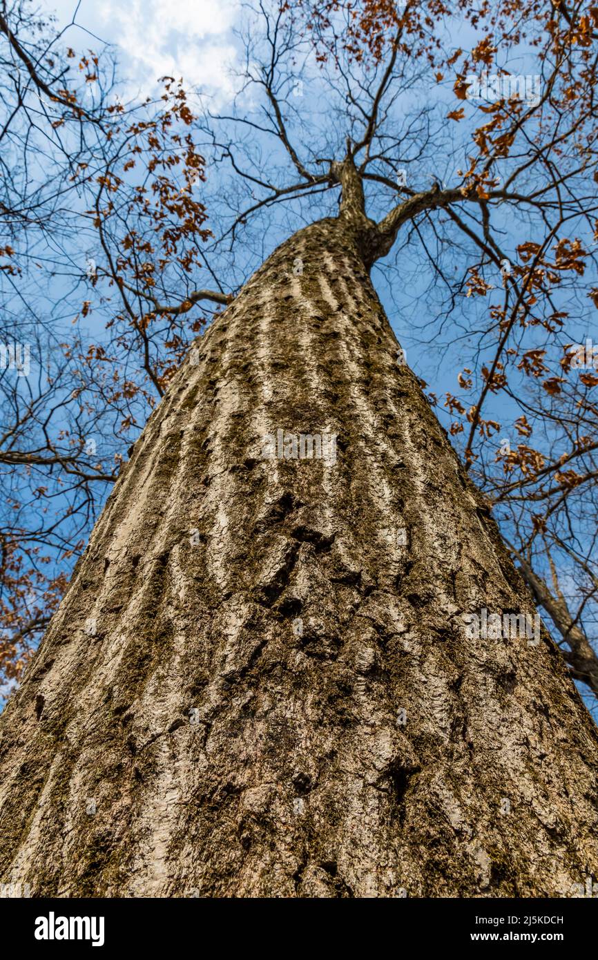 Northern Red Oak, Quercus rubra, growing tall in an oak-hickory forest ...