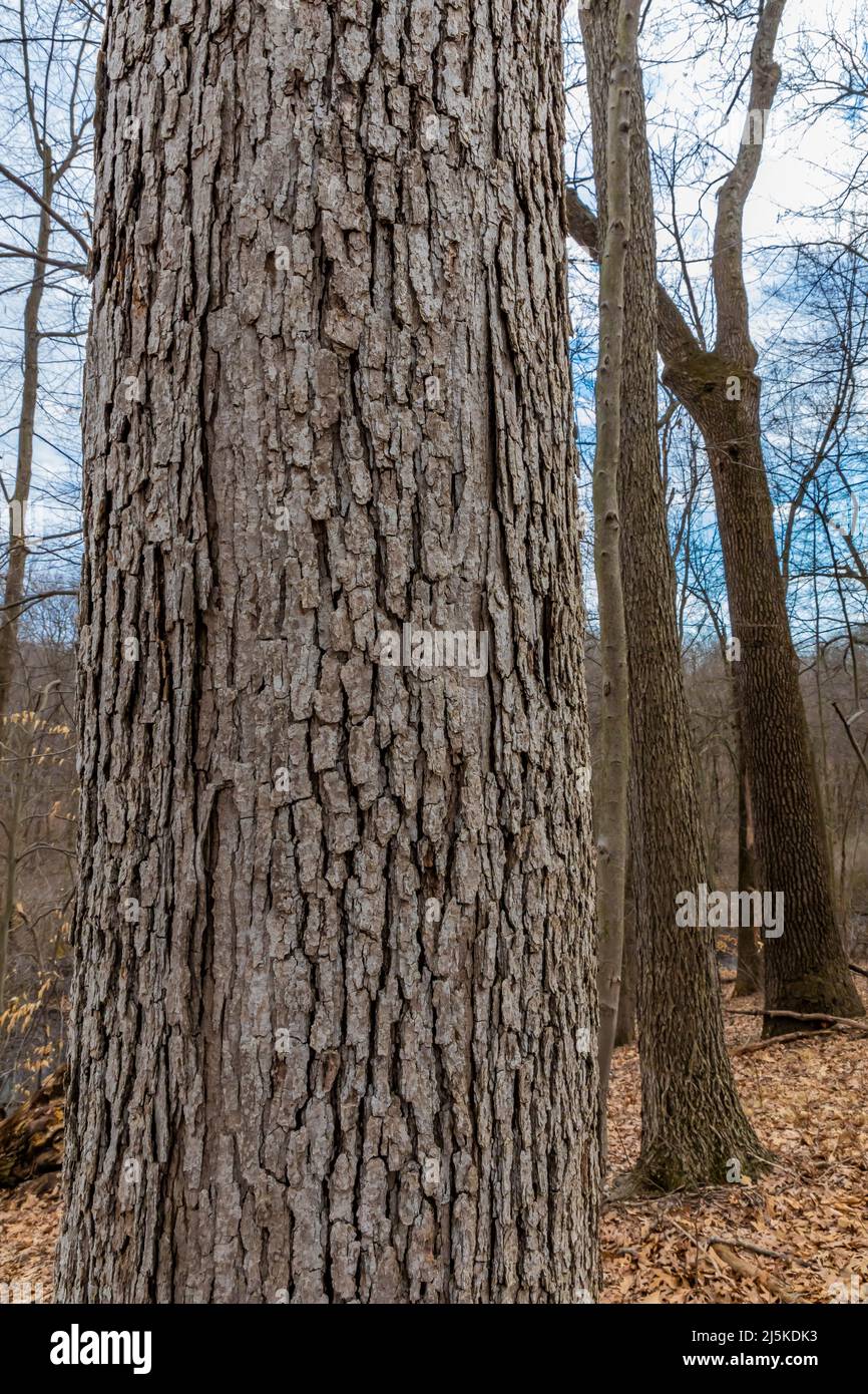 Trail through an oak-hickory forest in the Ott Biological Preserve ...