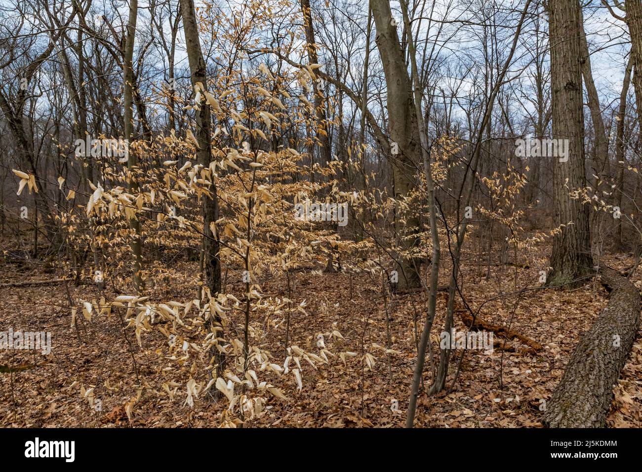 American Beech, Fagus grandifolia, leaves exhibiting marcescence in Ott ...