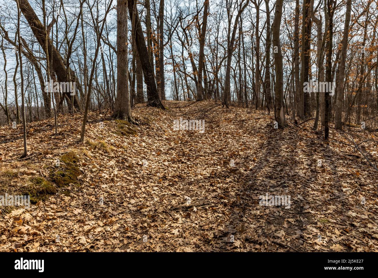 Trail through an oak-hickory forest in the Ott Biological Preserve ...