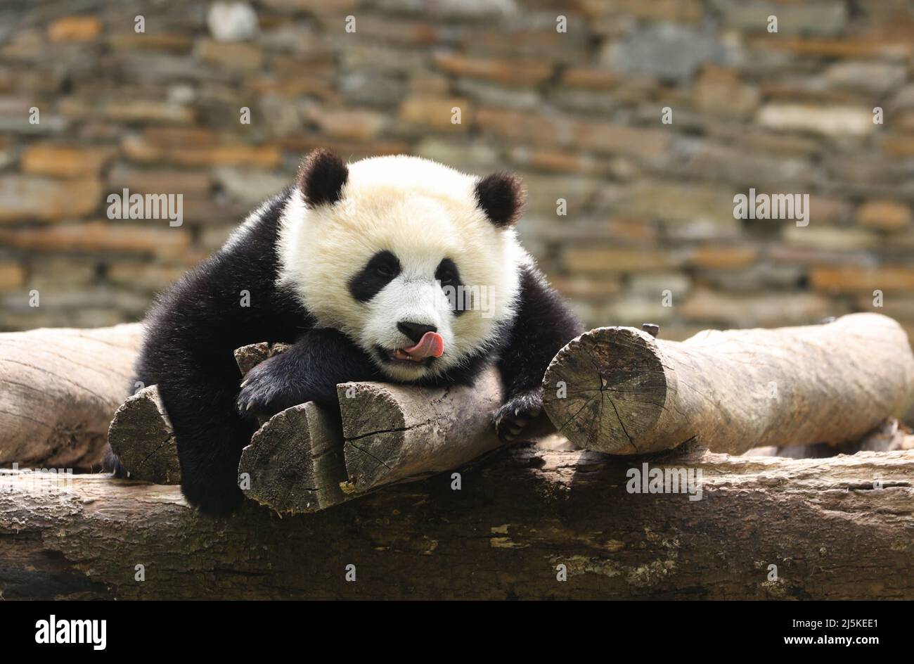 Panda china wolong panda center hi-res stock photography and images - Alamy