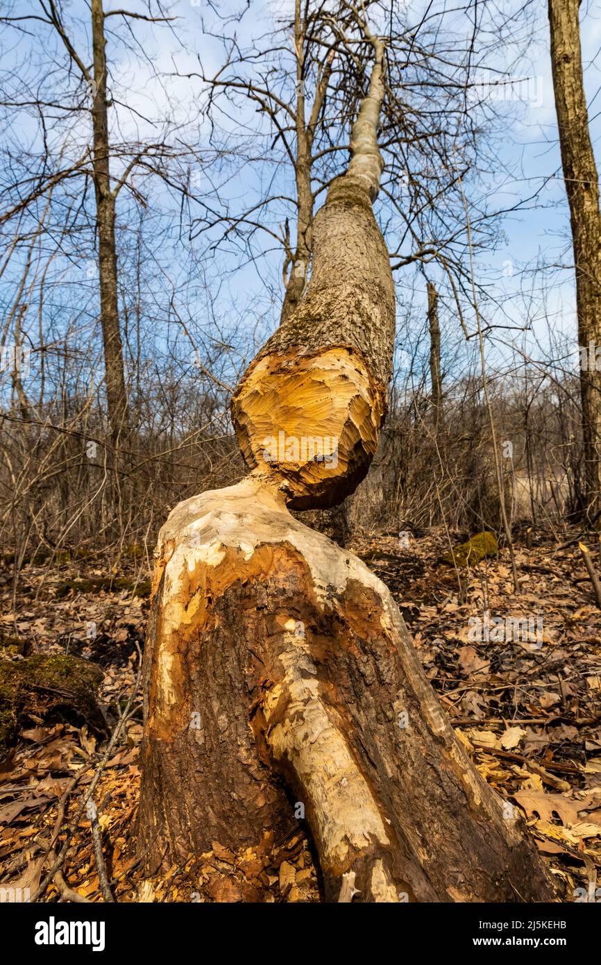 Snagged tree cut by Beaver in the Ott Biological Preserve, Calhoun ...