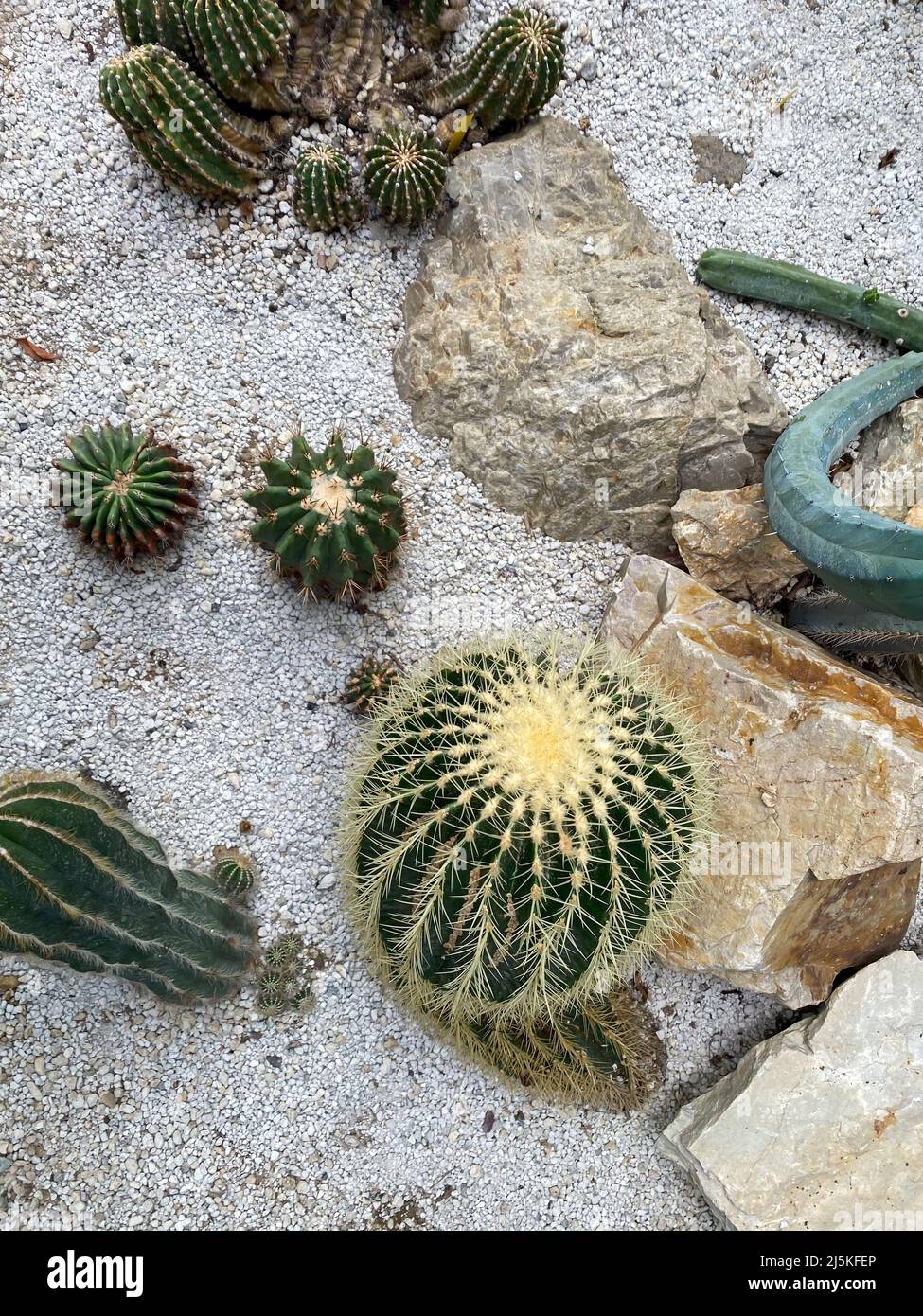 top view shot of a Golden barrel cactus (Echinocactus grusonii) cluster ...