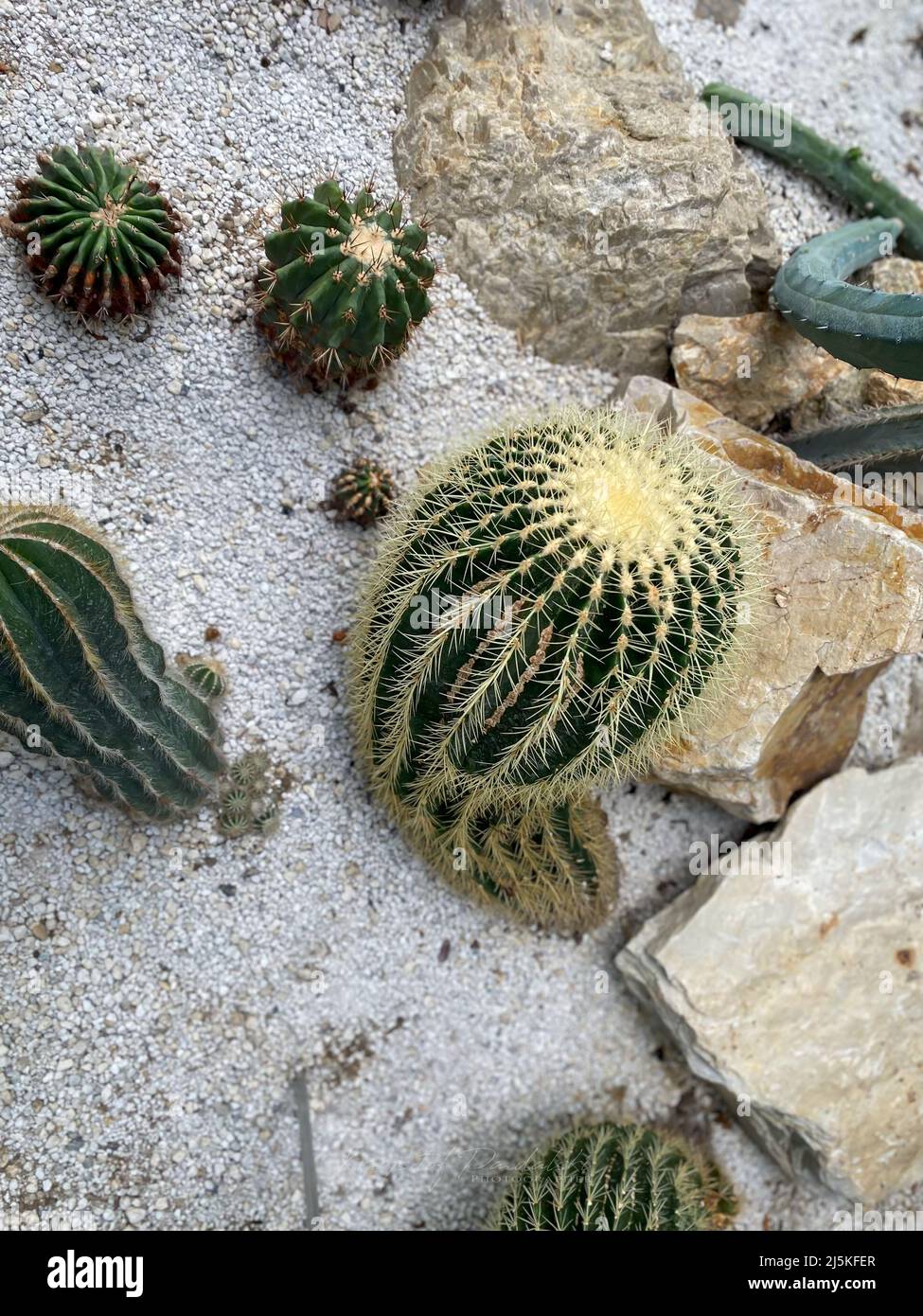 top view shot of a Golden barrel cactus (Echinocactus grusonii) cluster ...