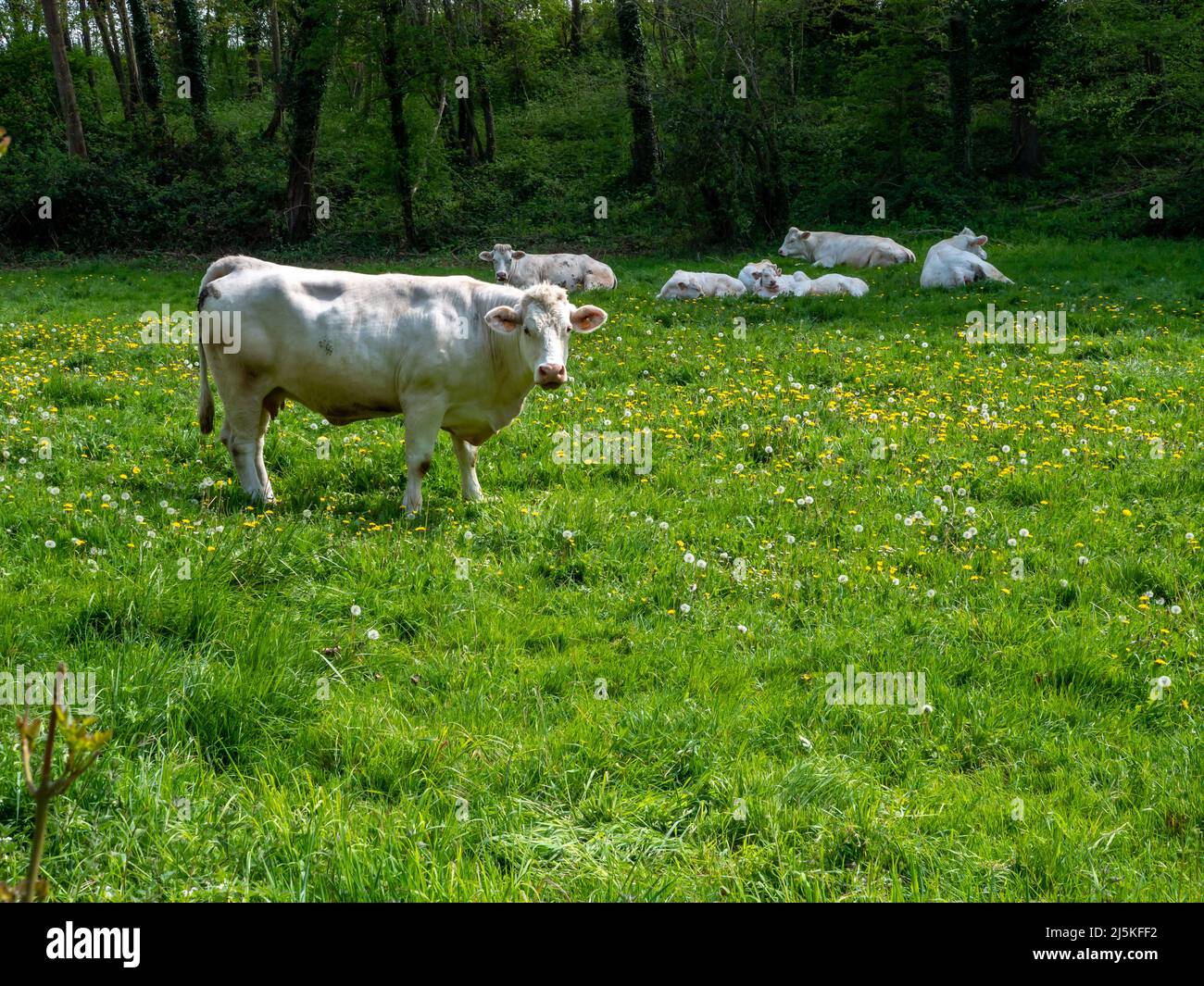 Normandy white cow on a green meadow Stock Photo - Alamy