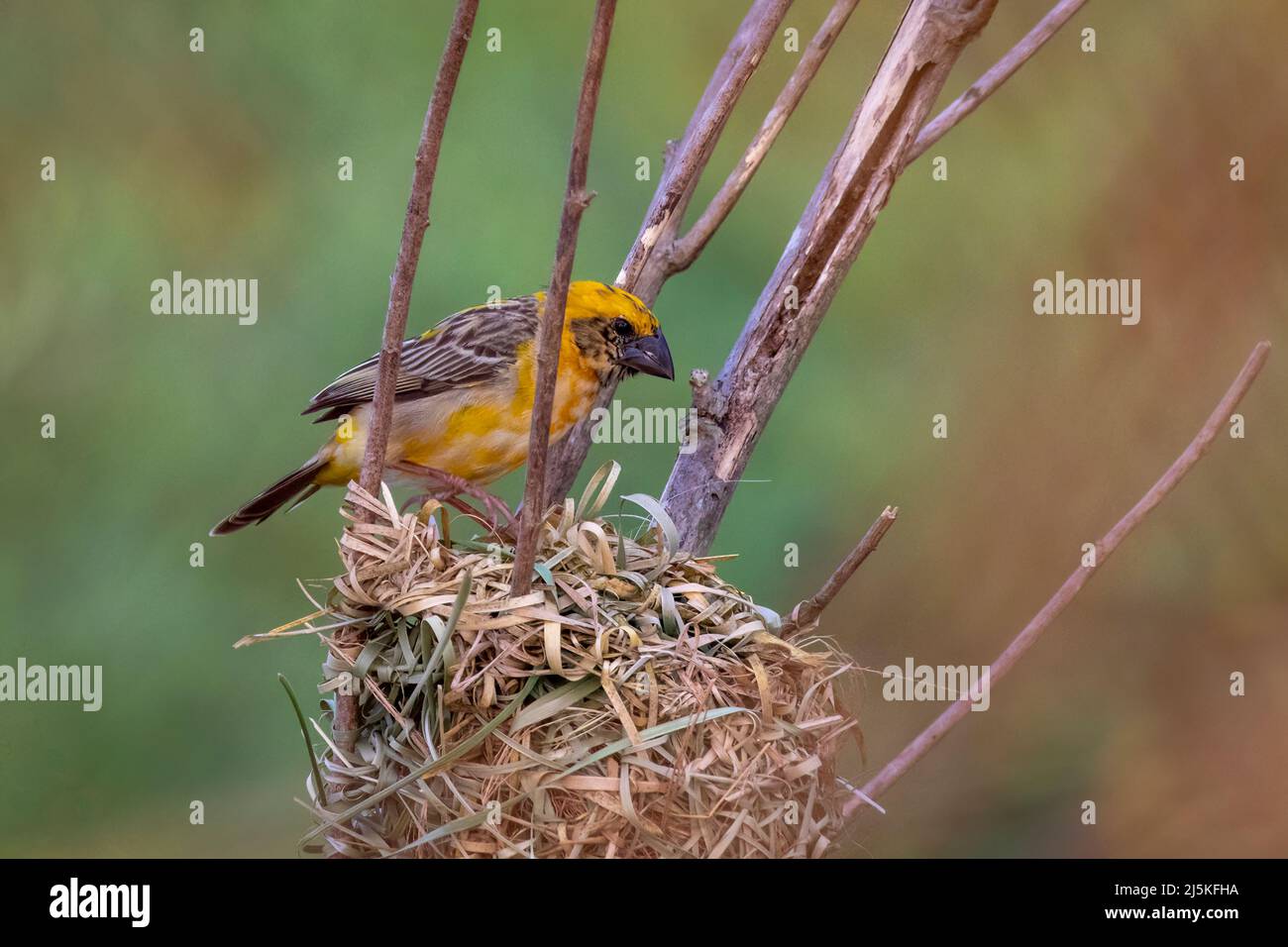 Image of male baya weaver nesting on nature background. Bird. Animals Stock Photo - Alamy