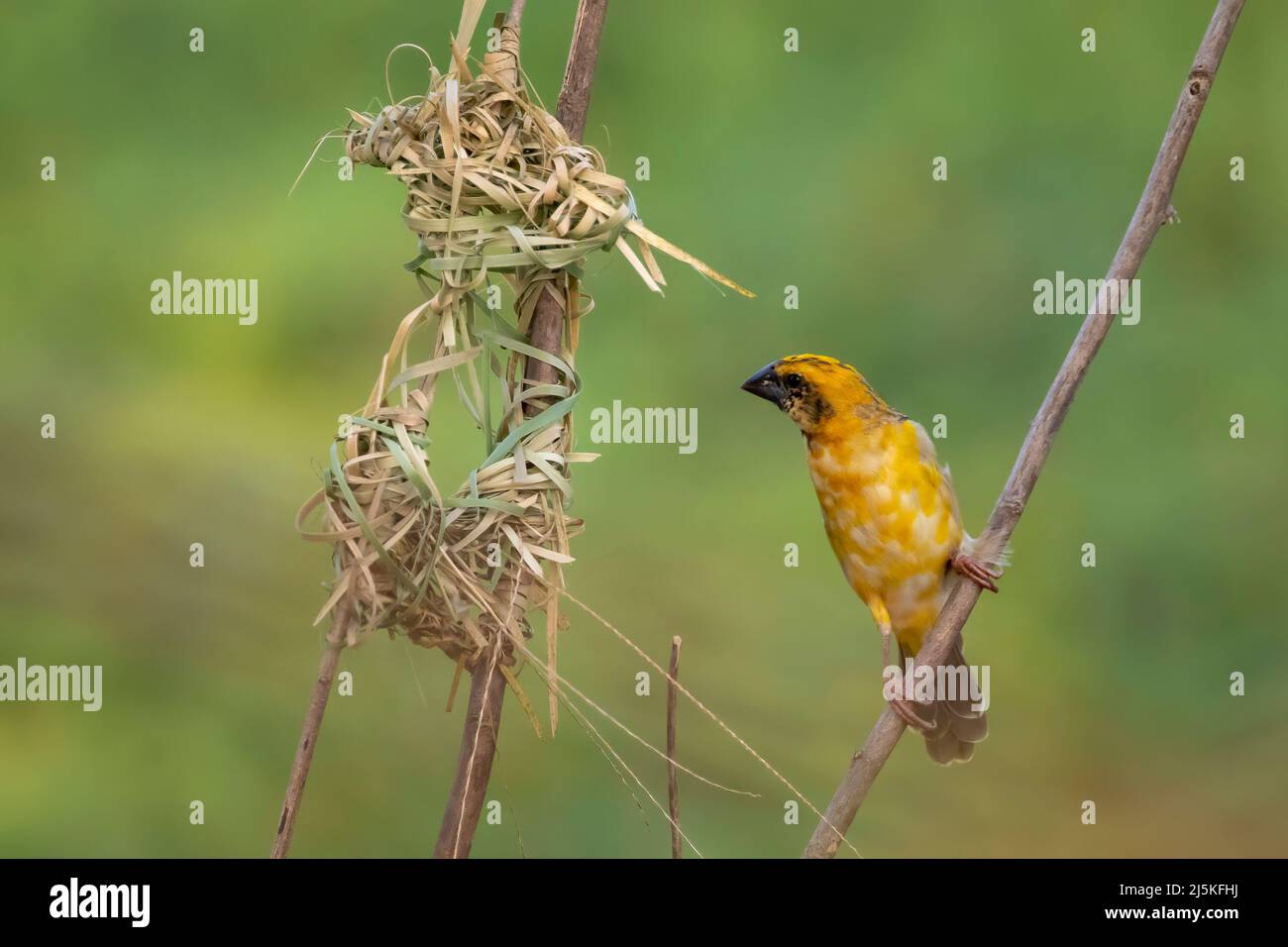 Image of male baya weaver nesting on nature background. Bird. Animals Stock Photo - Alamy