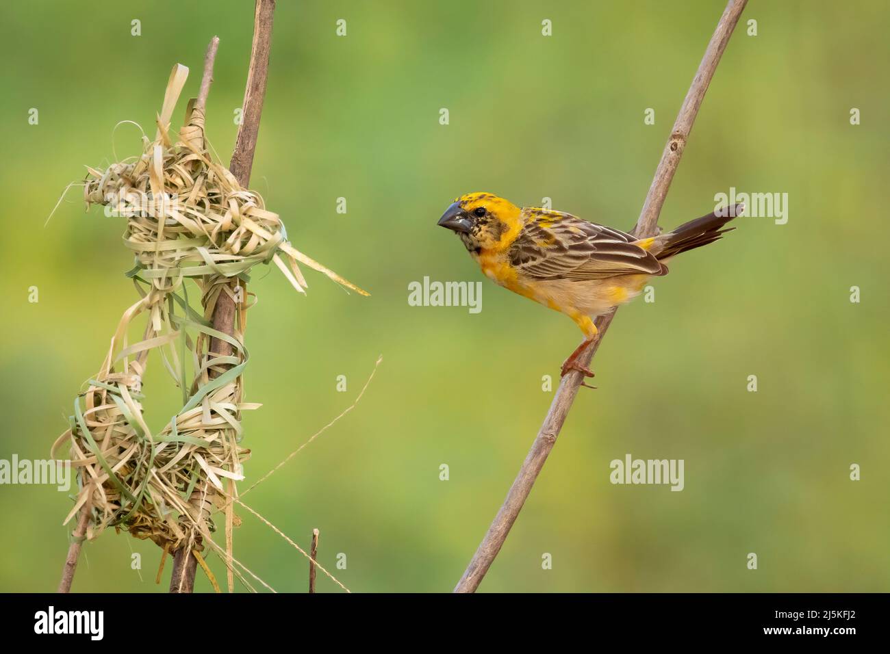 Image of male baya weaver nesting on nature background. Bird. Animals Stock Photo - Alamy