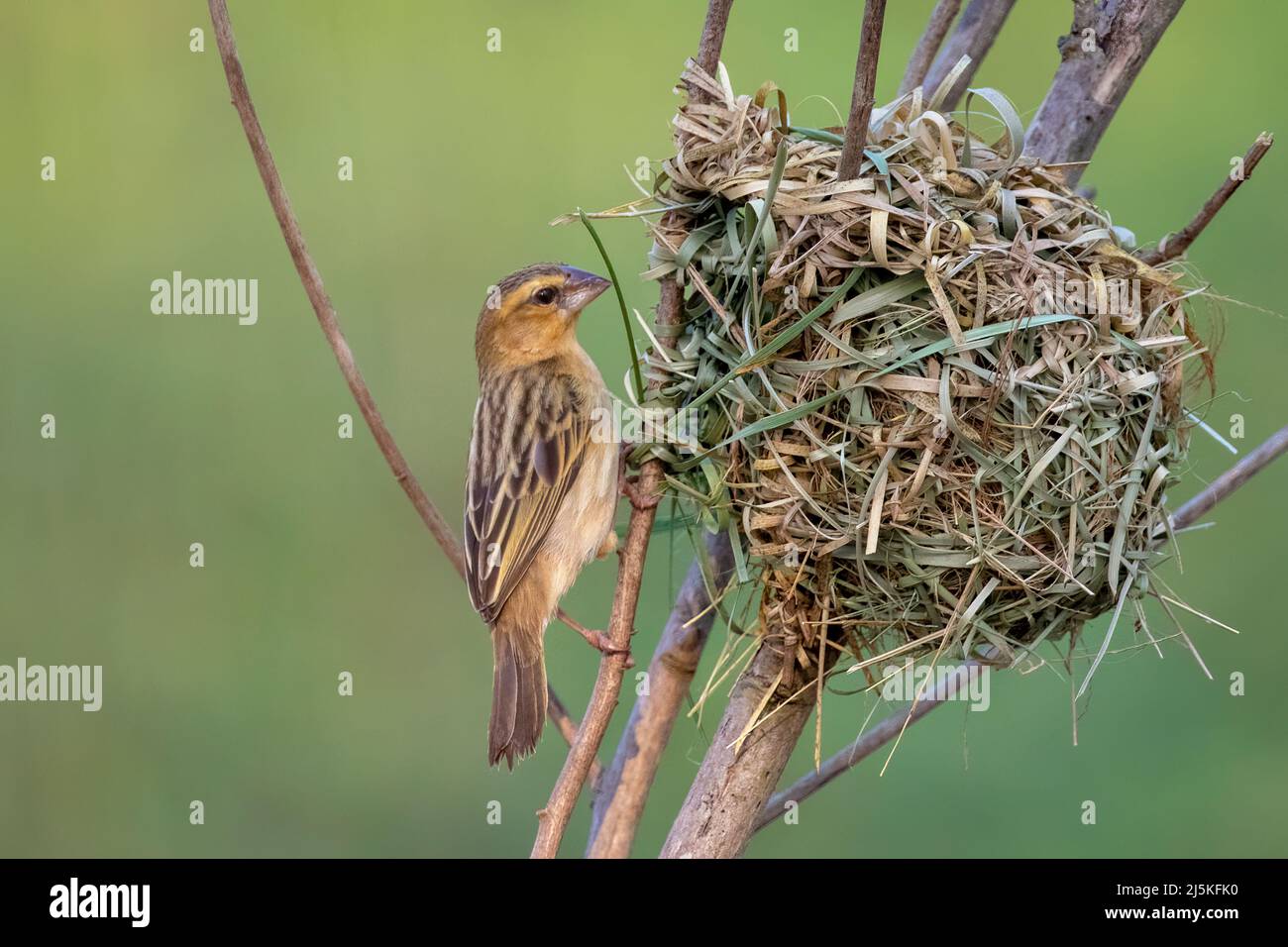 Image of female baya weaver nesting on nature background. Bird. Animals Stock Photo - Alamy