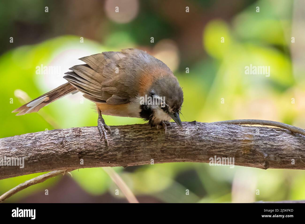 Image of Lesser Necklaced Laughingthrush (Garrulax monileger) on the ...