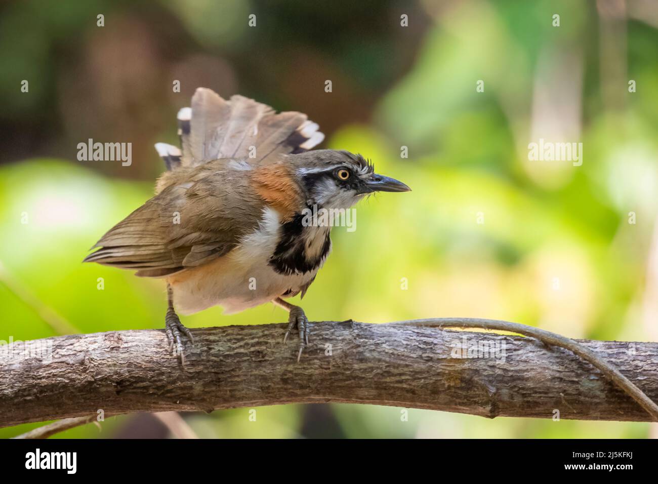Image of Lesser Necklaced Laughingthrush (Garrulax monileger) on the ...