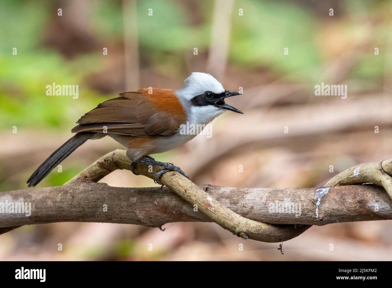 Image of White-crested Laughingthrush Bird on a tree branch on nature ...