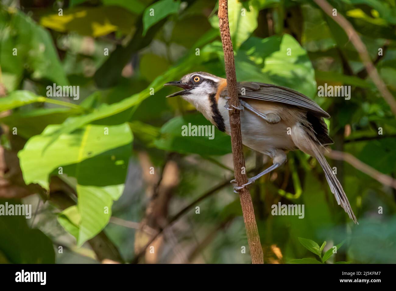 Image of Lesser Necklaced Laughingthrush (Garrulax monileger) on the ...