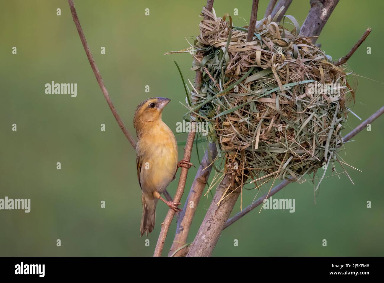 Image of female baya weaver nesting on nature background. Bird. Animals Stock Photo - Alamy
