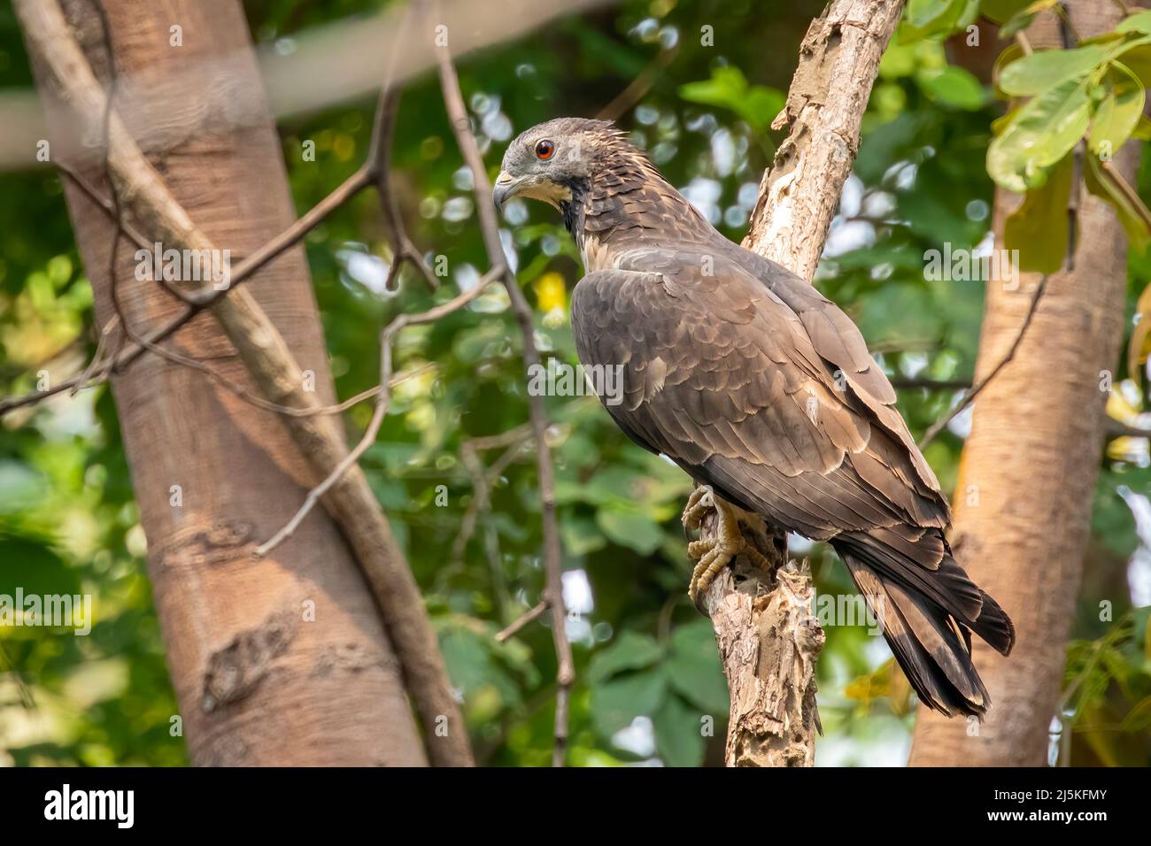 Image of oriental honey buzzard bird on a tree branch on nature ...