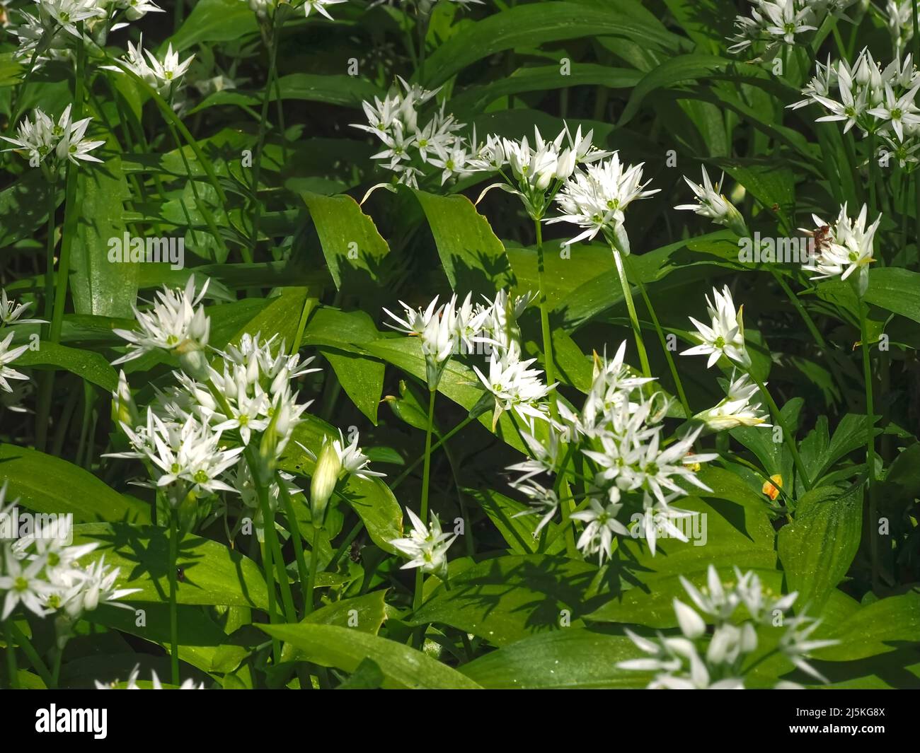 Blossoms of Allium ursinum or wild garlic, edible plants in a forest ...