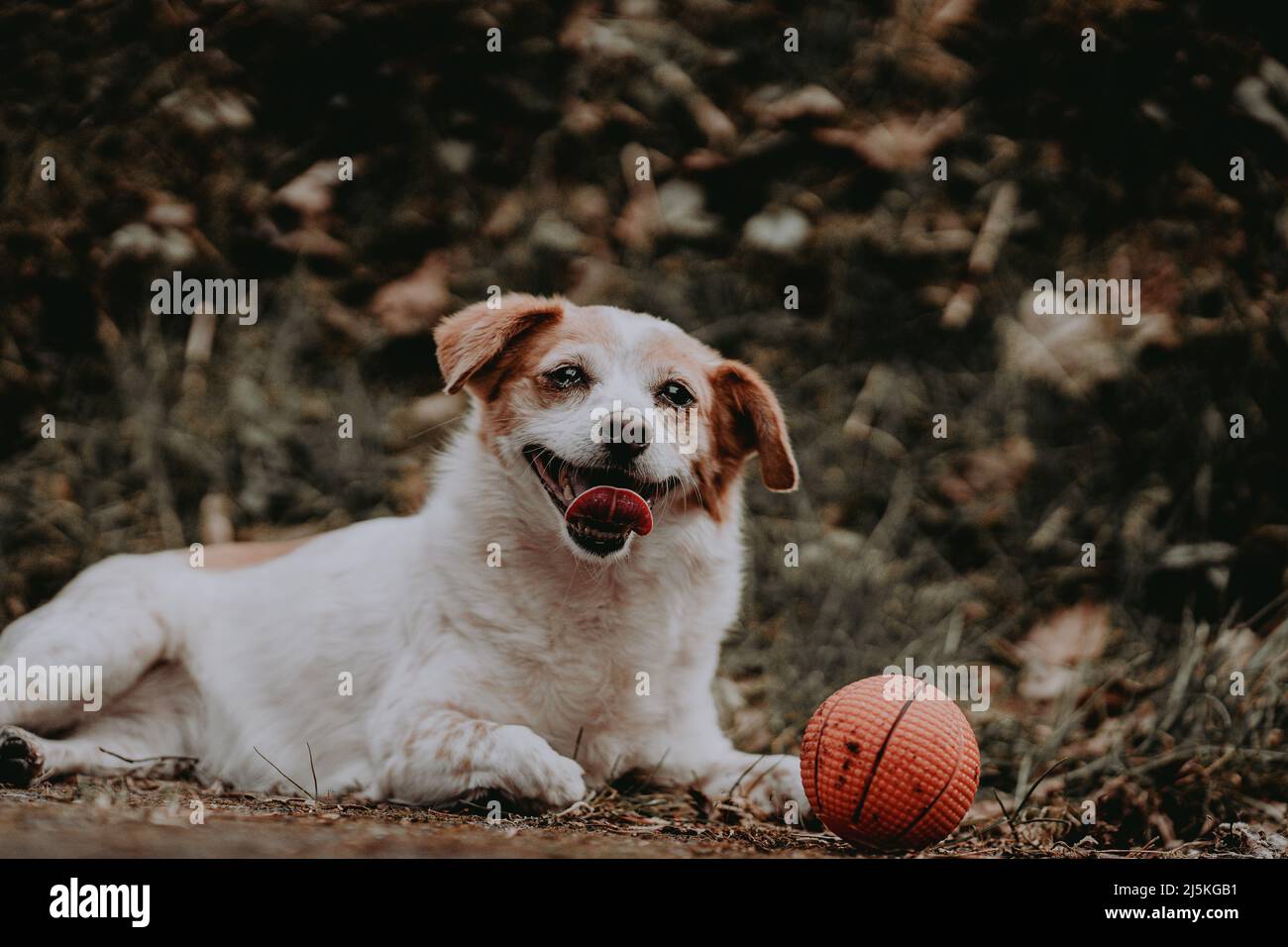 Happy dog living its best life Stock Photo - Alamy