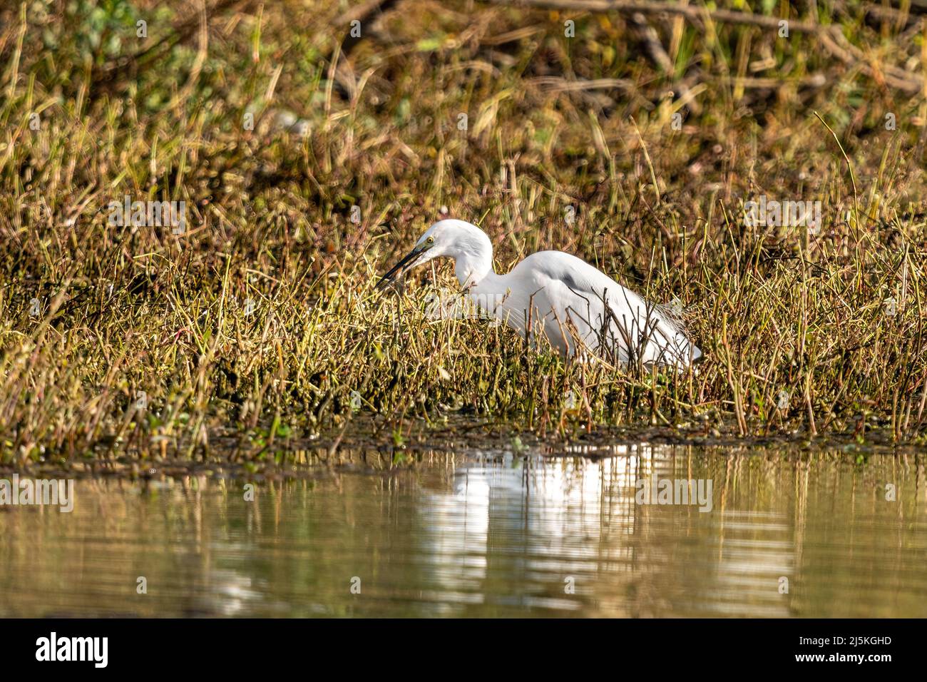 Close-up of a standing little egret eating a shrimp during spring time ...