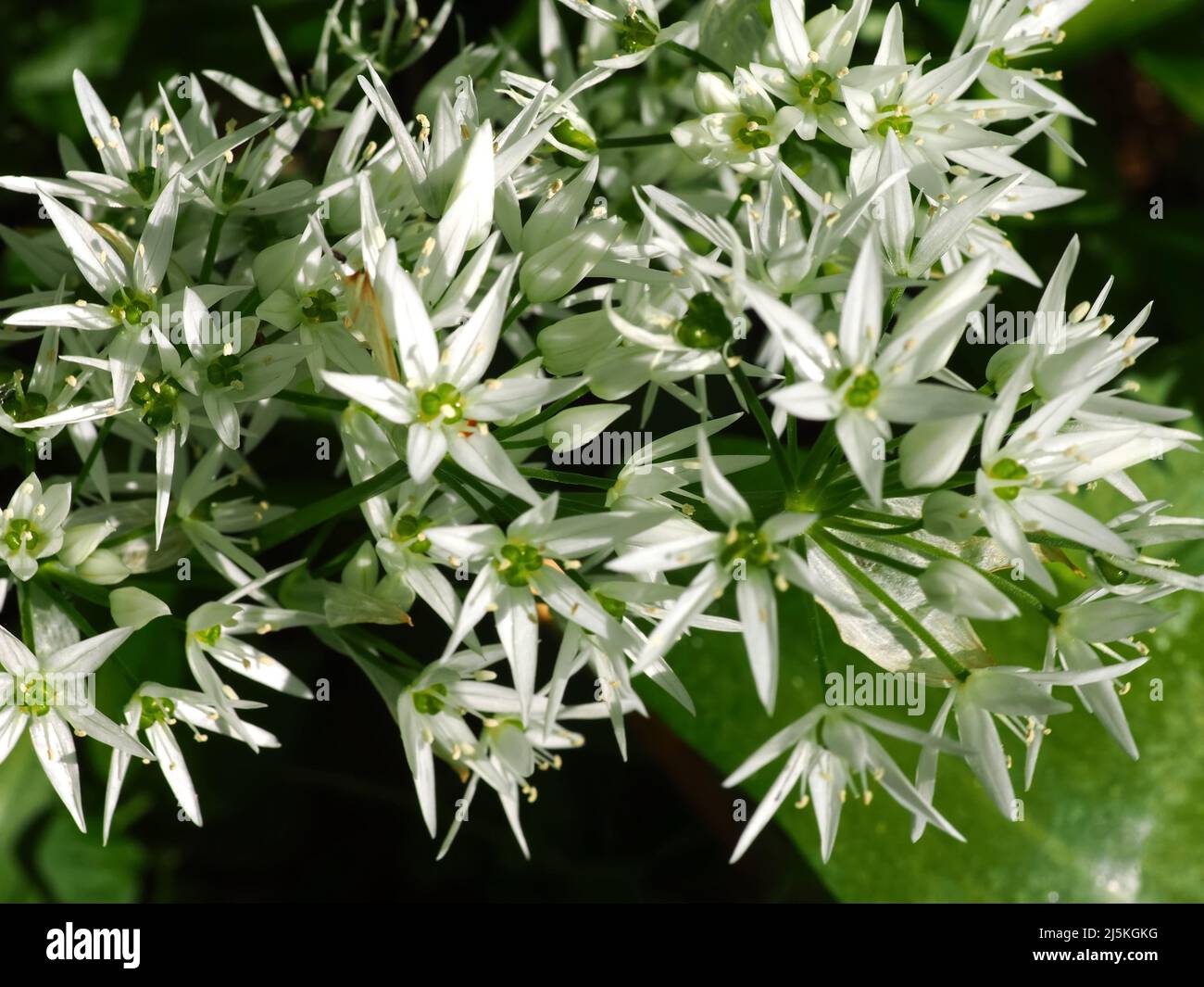 Blossoms of Allium ursinum or wild garlic, edible plants in a forest ...