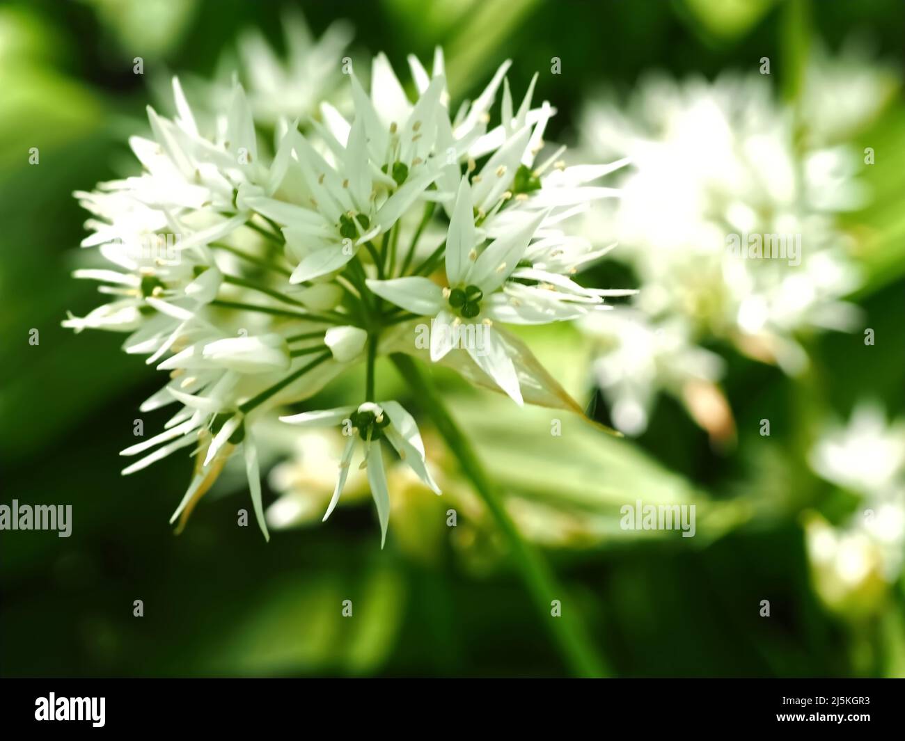 Blossoms of Allium ursinum or wild garlic, edible plants in a forest ...