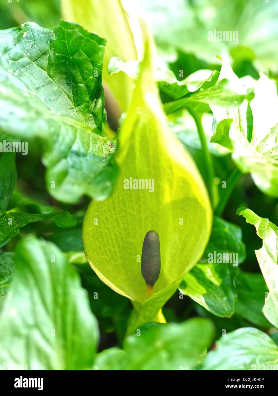 Blooming maple stick plant in a forest Stock Photo - Alamy