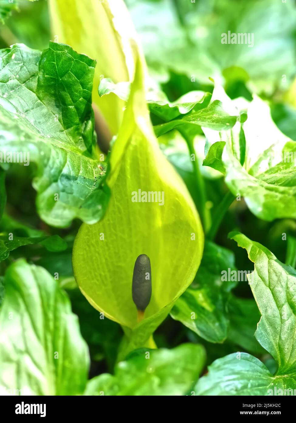 Blooming maple stick plant in a forest Stock Photo - Alamy