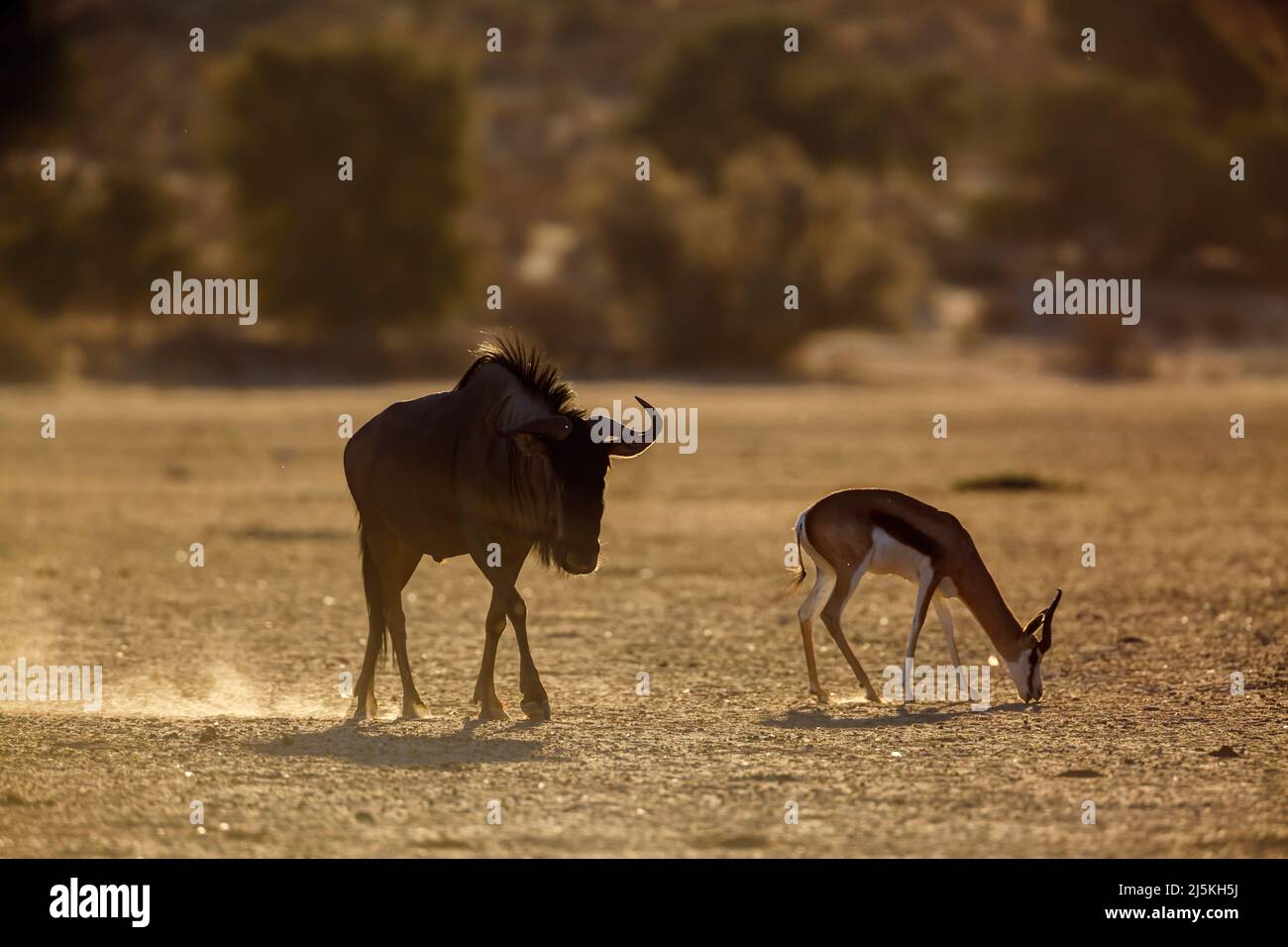 Blue wildebeest and springbok at dawn in Kgalagadi transfrontier park ...