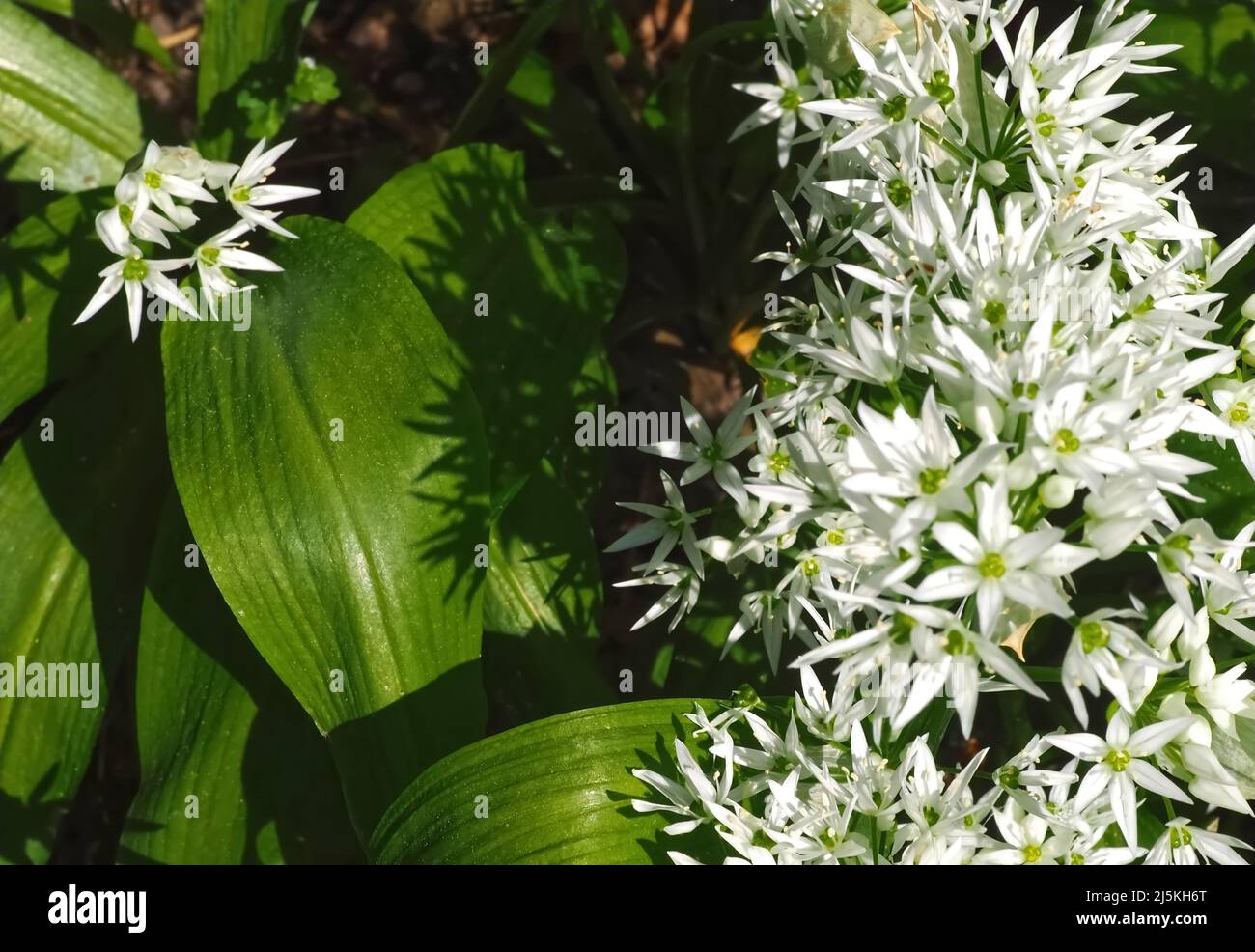 Blossoms of Allium ursinum or wild garlic, edible plants in a forest ...