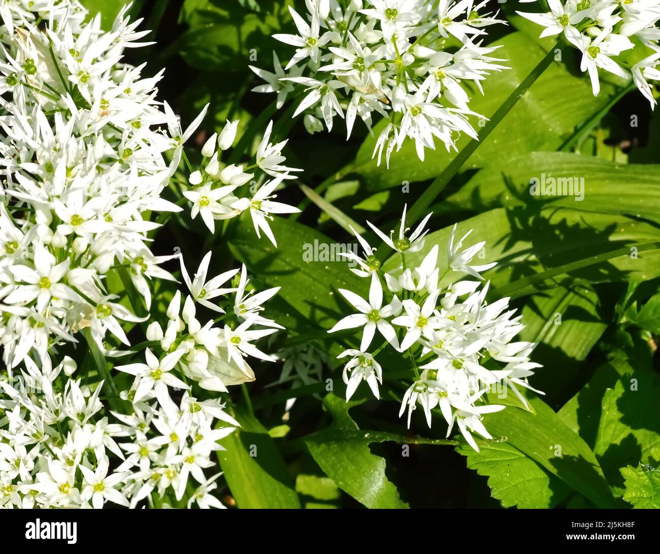 Blossoms of Allium ursinum or wild garlic, edible plants in a forest ...