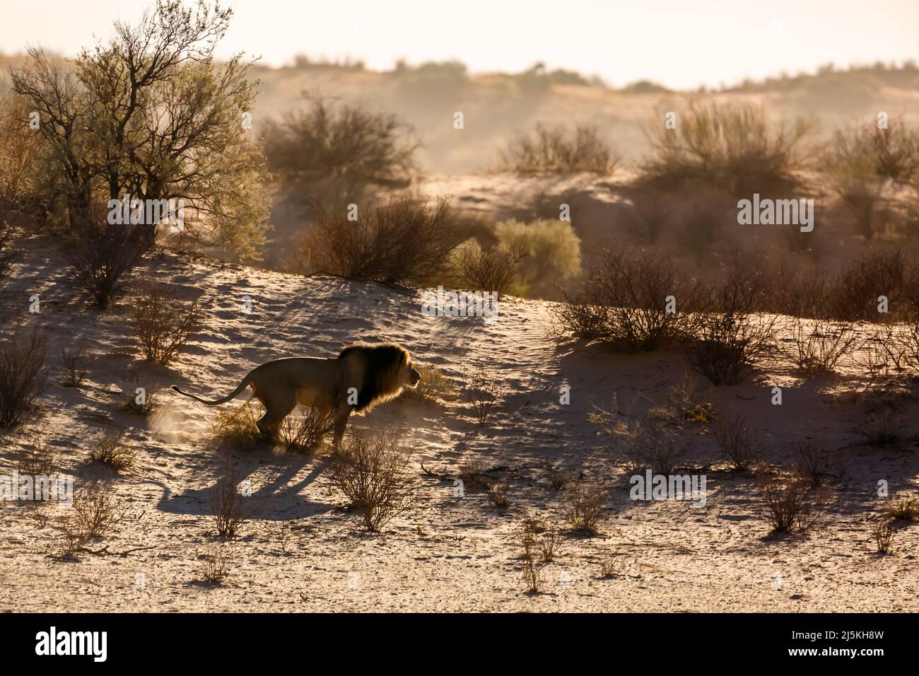African lion male marking territory in sand dune at sunrise in ...