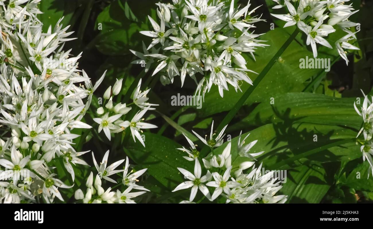 Blossoms of Allium ursinum or wild garlic, edible plants in a forest ...